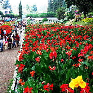 Begini 24+ Tanaman Bunga Pinggir Jalan yang Wajib Disimak! - Informasi ...